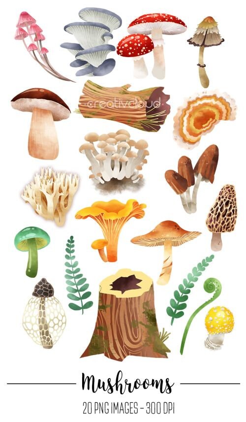 Watercolor Mushroom Clipart: Fungi Illustration (PNG Instant Download ...