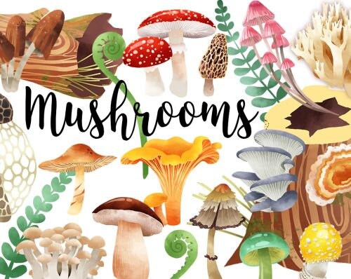 Watercolor Mushroom Clipart: Fungi Illustration (PNG Instant Download ...