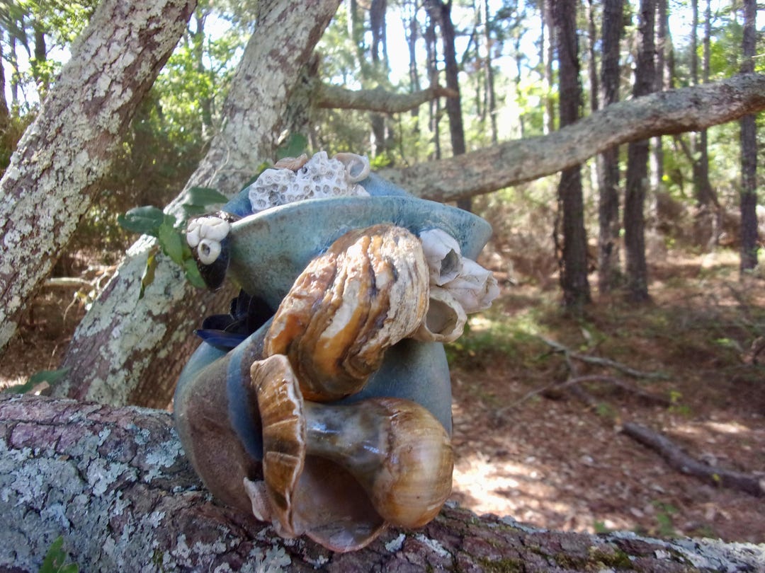 Real Obx Shells, Barnacles, Coral and Ocean Pebbles Fill the Crevices ...