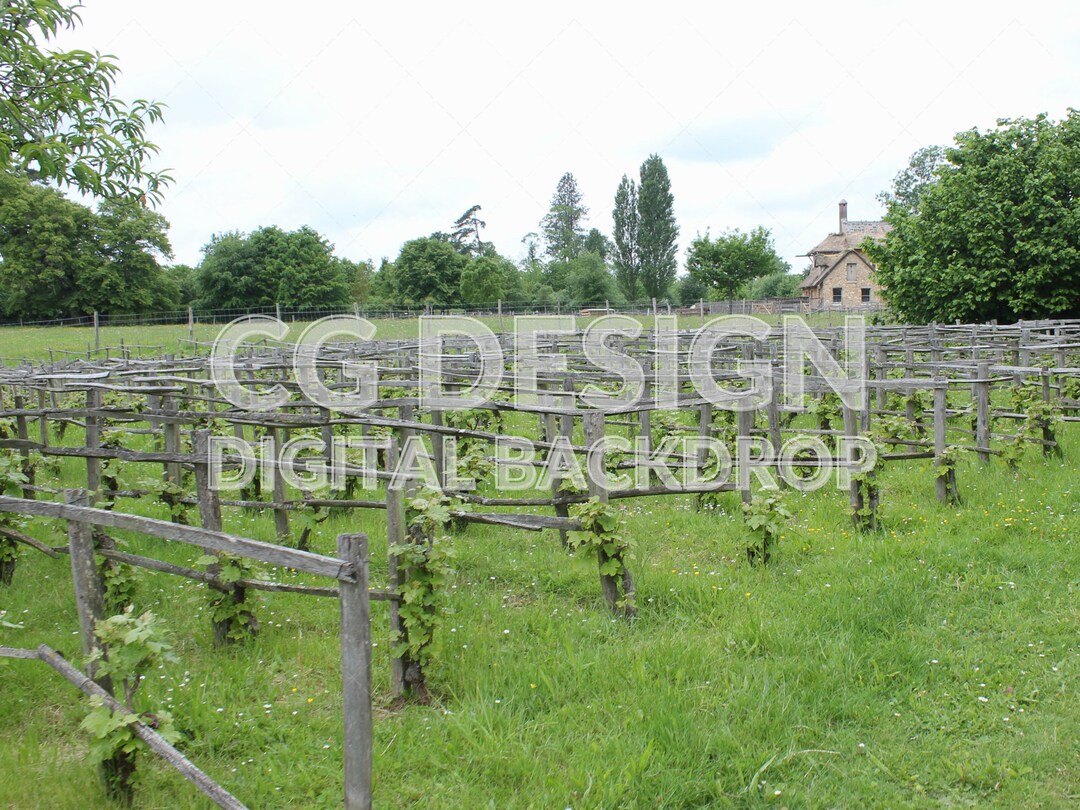 Versailles the Queen's Hamlet Vineyard, Digital Backdrop Photographer ...