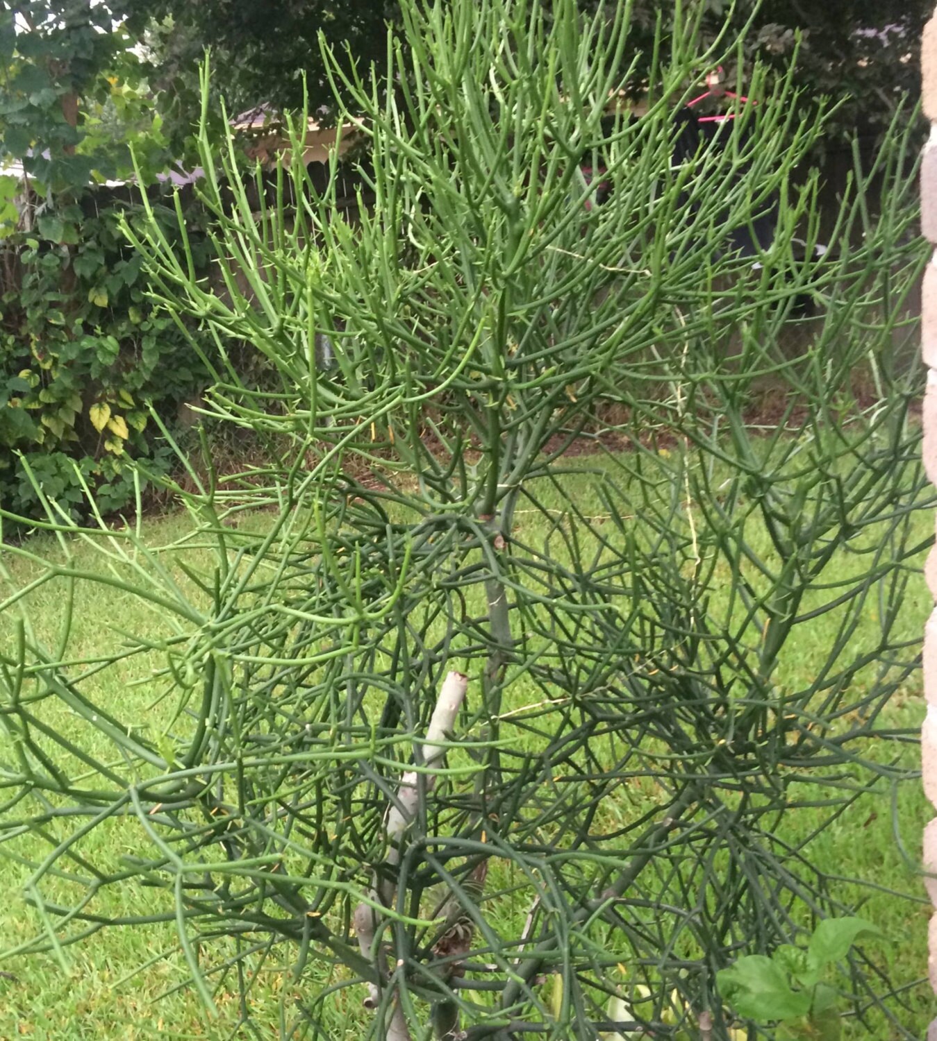 Euphorbia Tirucalli Pencil Cactus Hortology