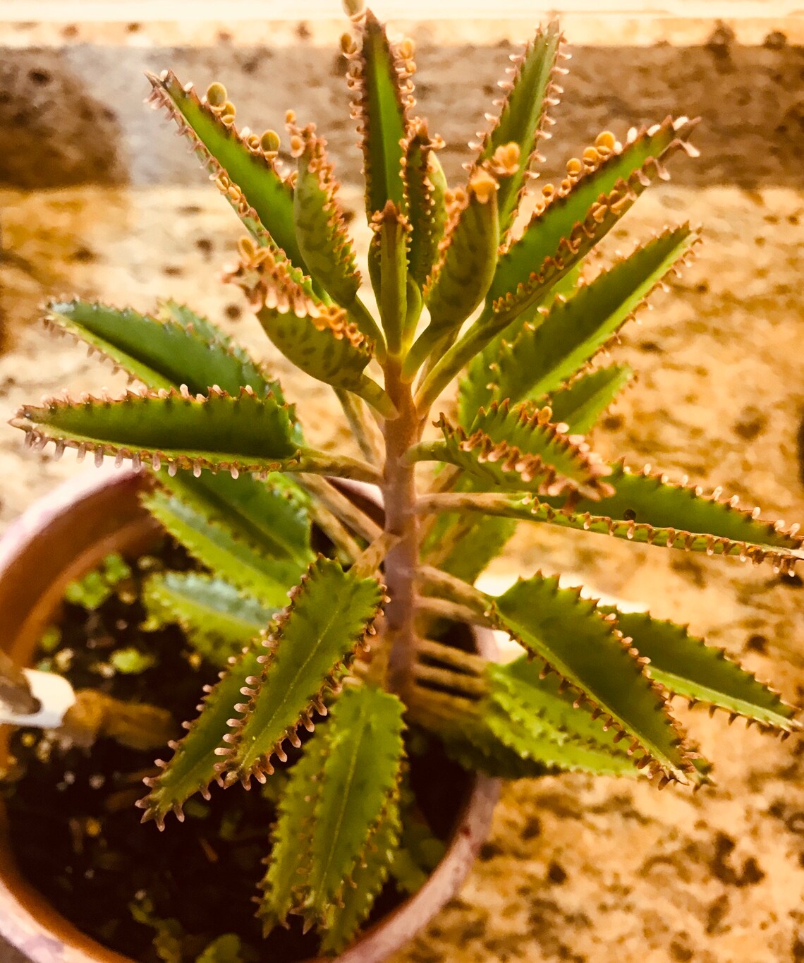 Alligator Plant AKA Mother of Thousands Starter Plants - Etsy