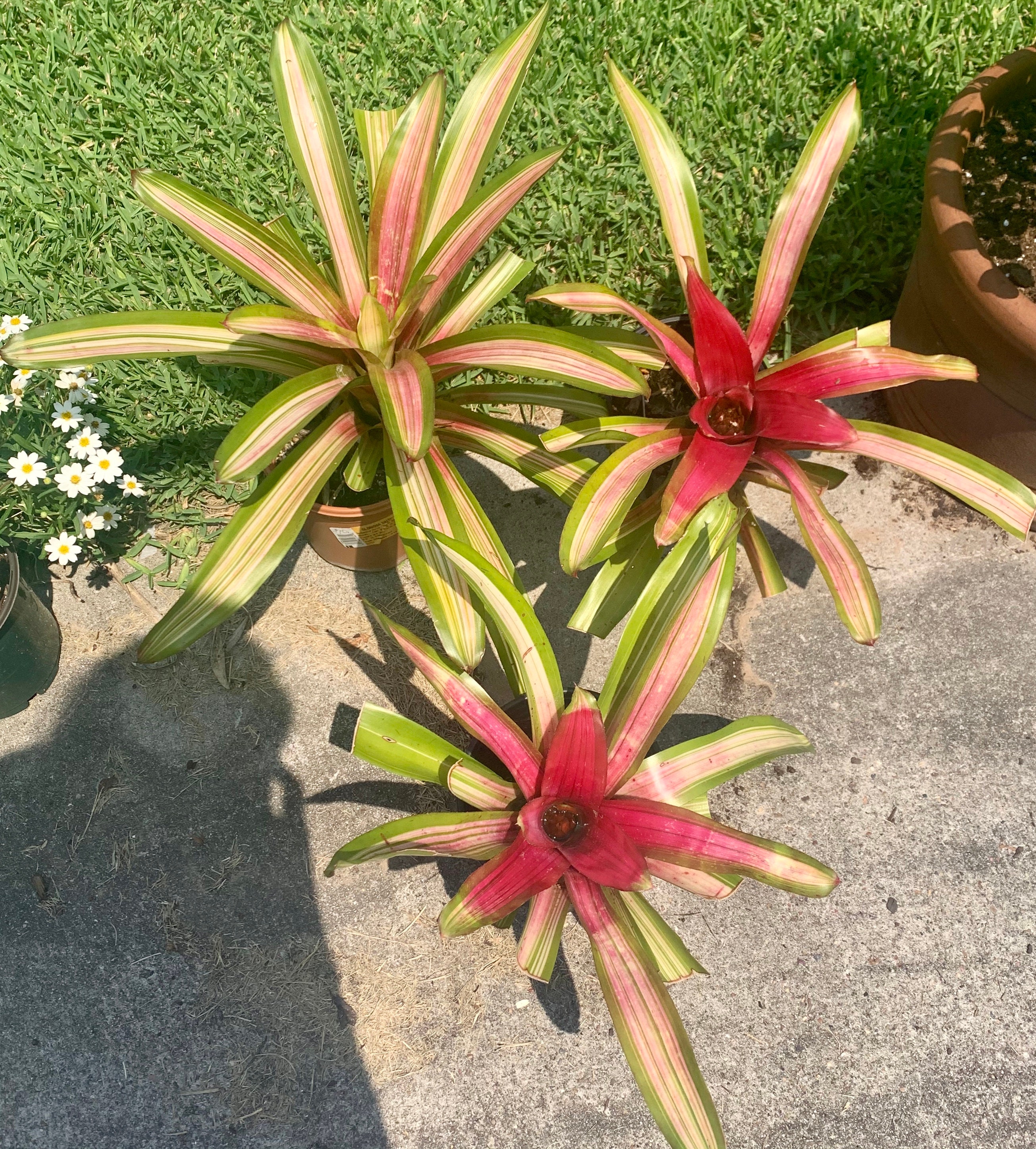 MARTIN Bromeliad-Stunning!