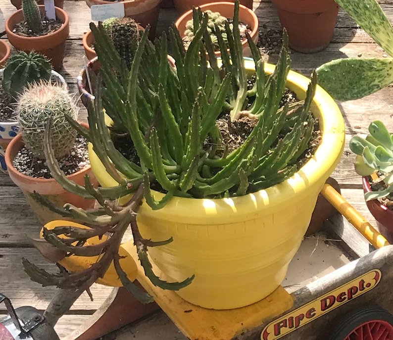 Dwarf Starfish Plants - Etsy