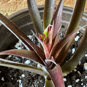 Stunning Cryptbergia Bromeliad Plants! - Etsy