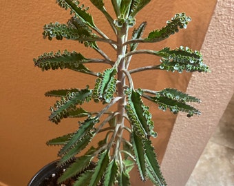 Alligator Plant - Etsy