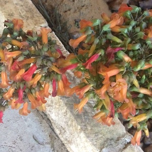 Unique Kalanchoe Tubiflora Plants-amazing Flowers! - Etsy