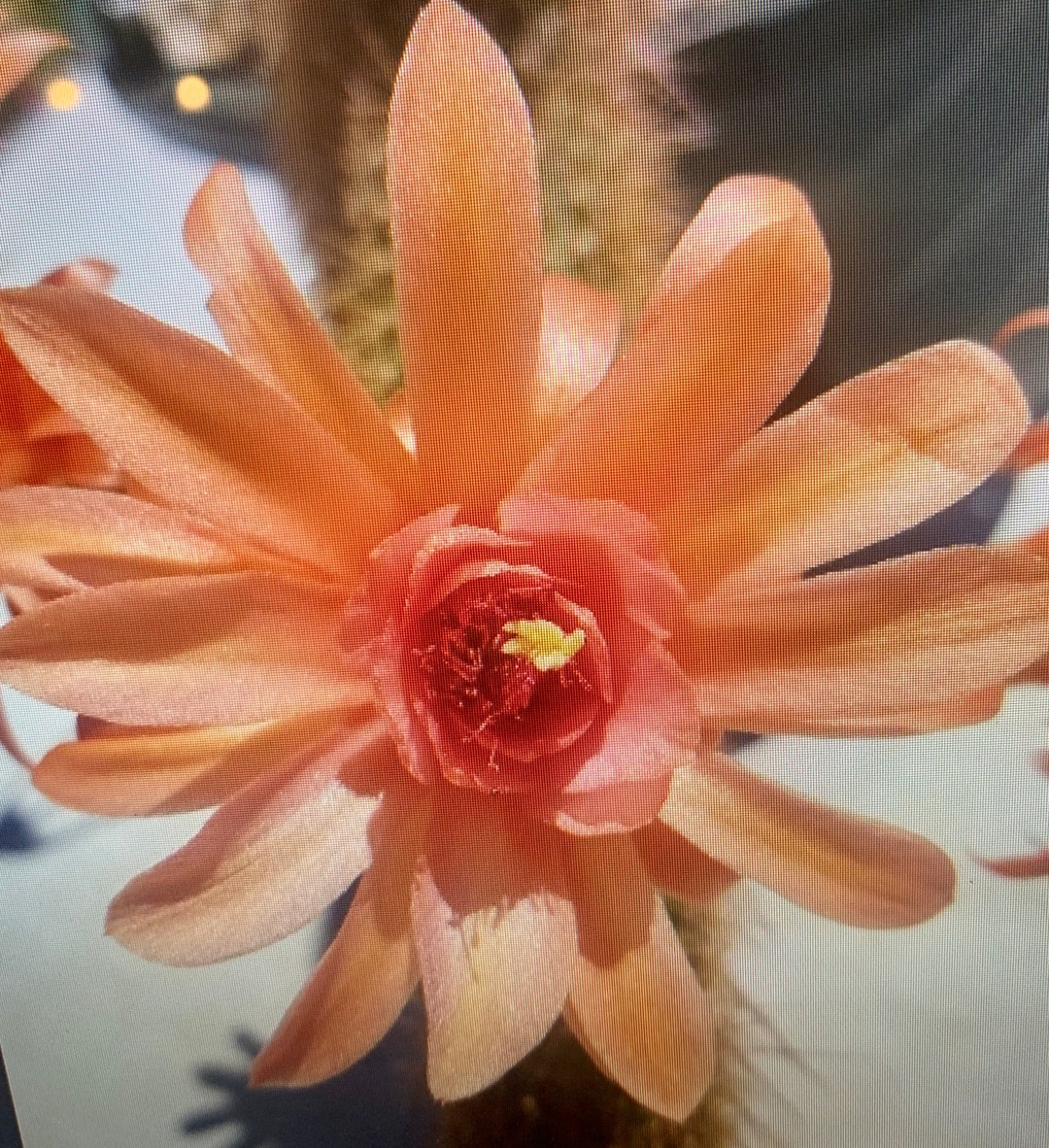 Rare & Exciting Find! Traisengluck Hildewintera Hybrid Plant-large! - Etsy