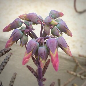 Unique Kalanchoe Tubiflora Plants-amazing Flowers! - Etsy
