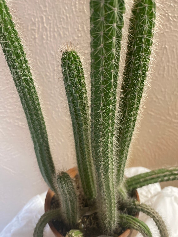 Succulents - DancingWithNature