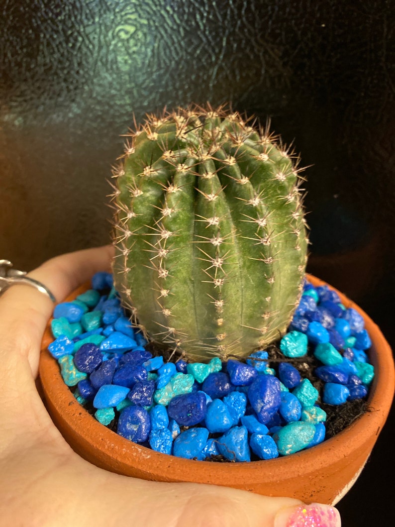 Fond Adieu Echinopsis Blooming Size Plant - Etsy