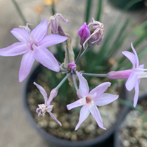 Society Garlic - Etsy