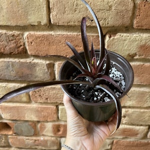 Stunning Cryptbergia Bromeliad Plants! - Etsy