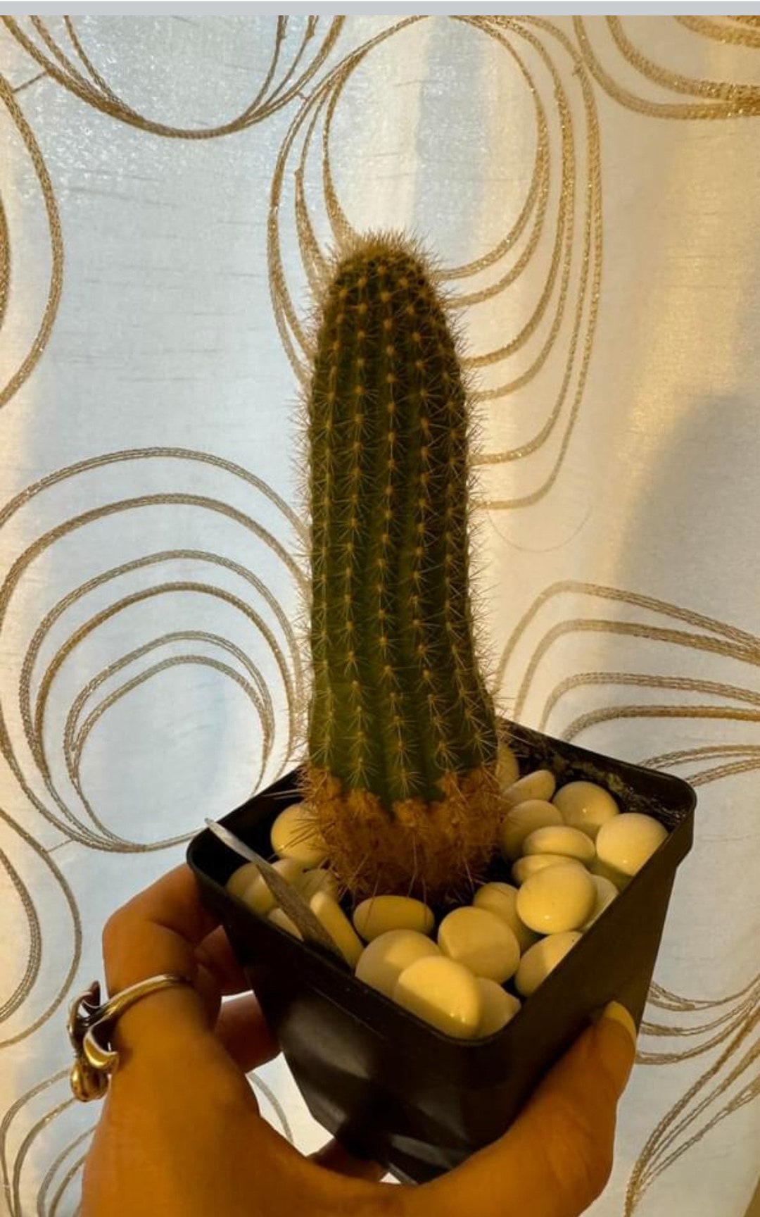 Cherry Red Trichocereus Cactus Plant - Etsy