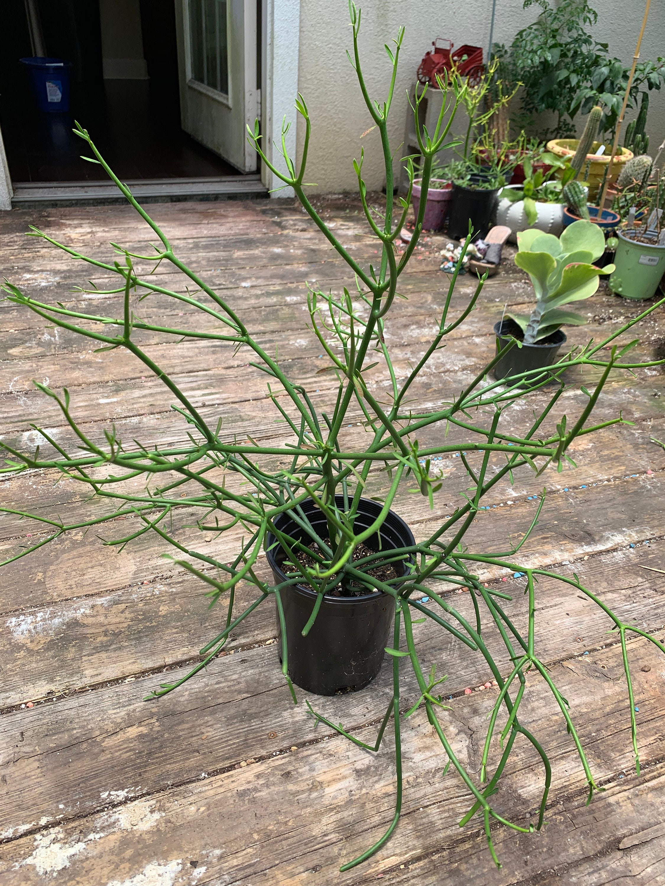 Euphorbia Tirucalli Pencil Cactus Hortology