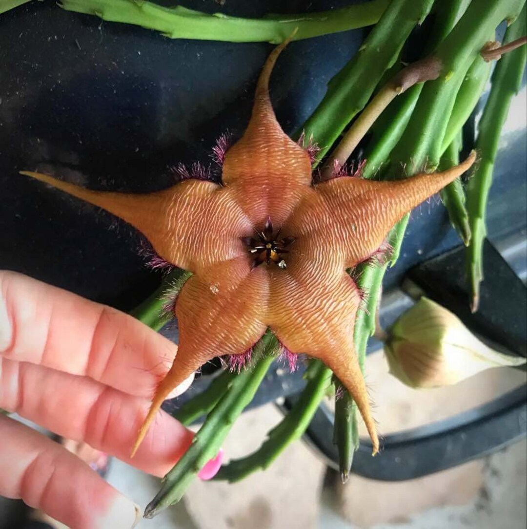 Dwarf Starfish Plants! - Etsy