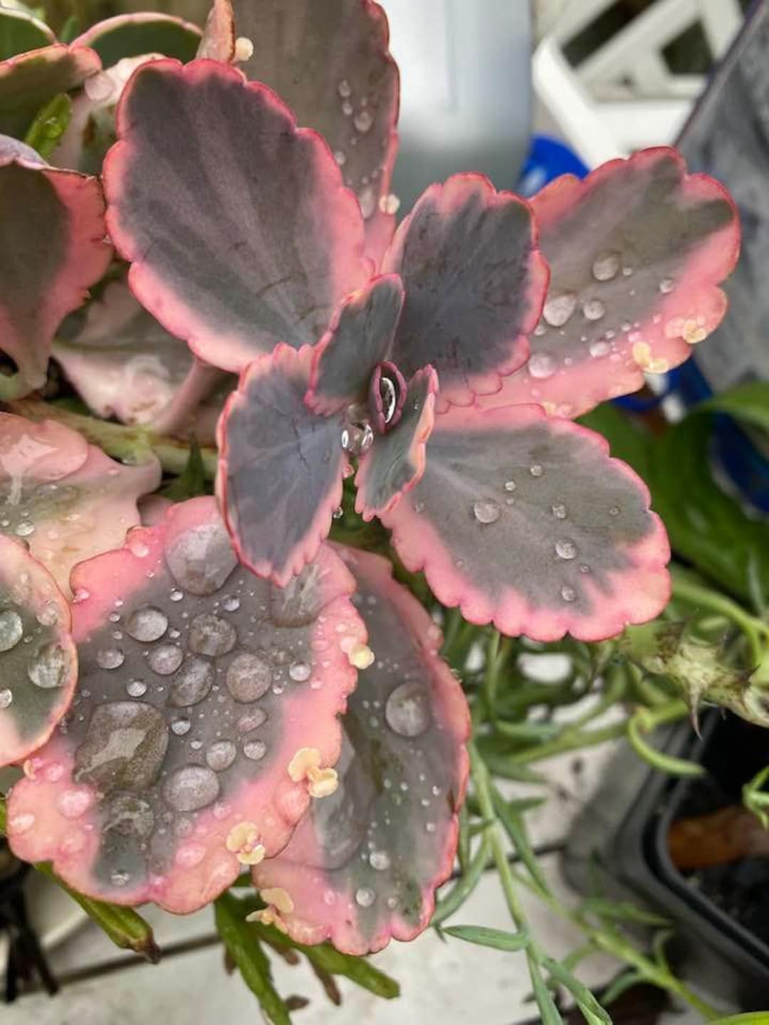 Lavender Scallops Kalanchoe Plants - Etsy