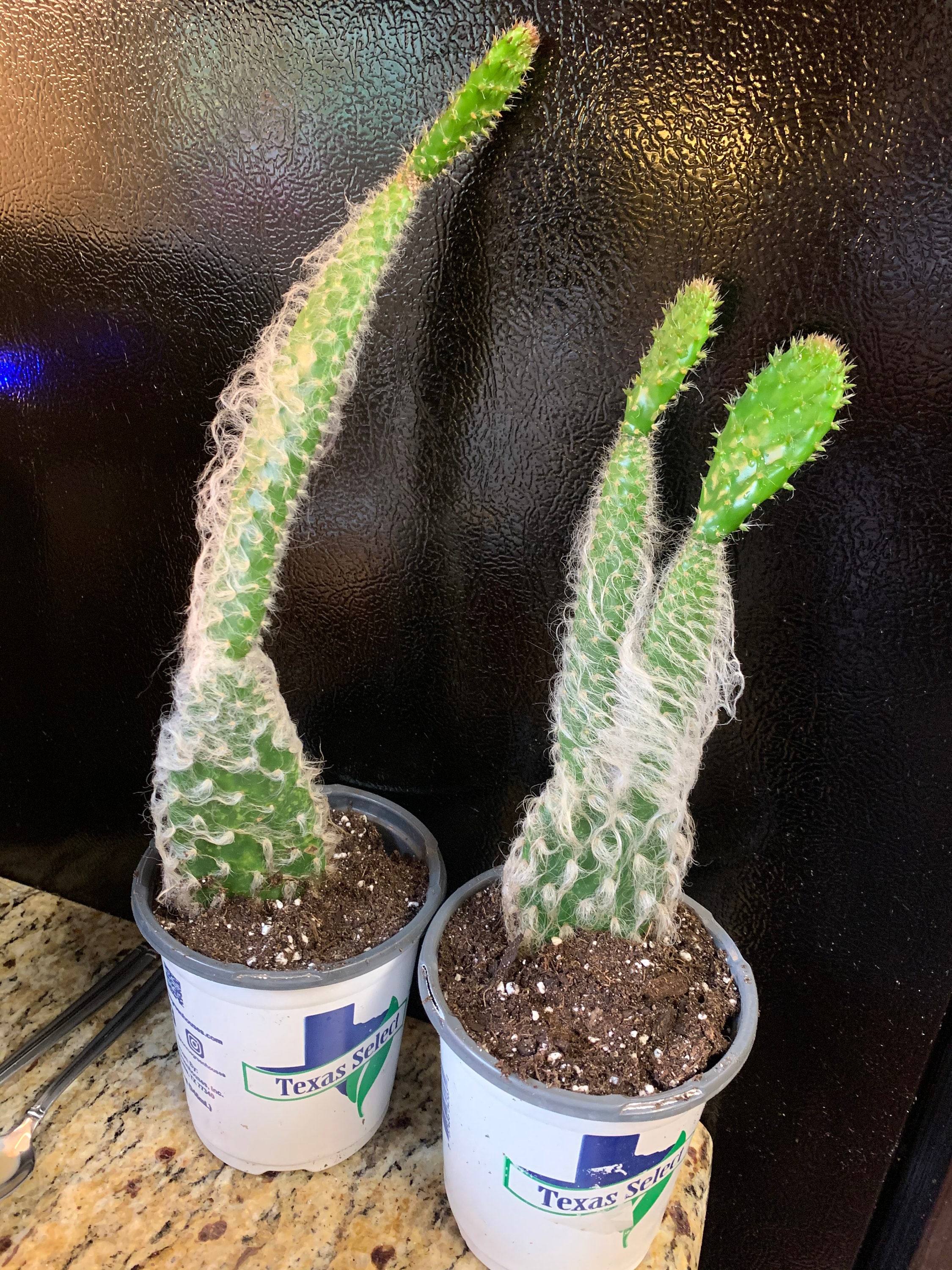 Snow Opuntia Cacti Plants! Santa’s Beard!