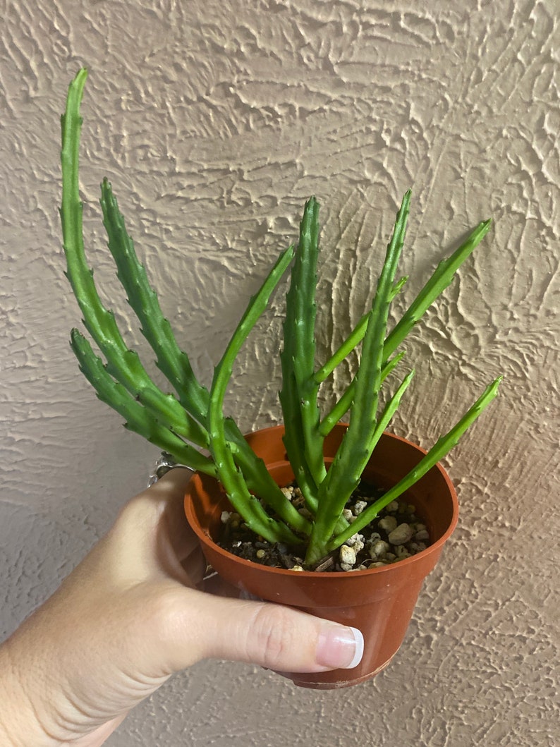 Dwarf Starfish Plants - Etsy