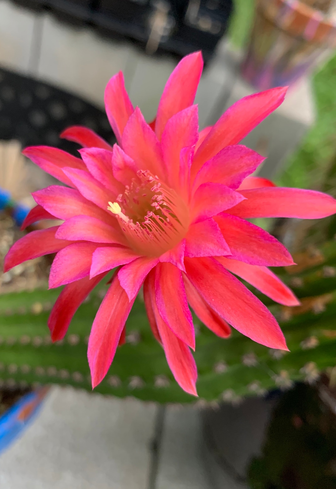 Rotenfels Hildewintera Hybrid Plant-5” Scratch & Dent! - Etsy