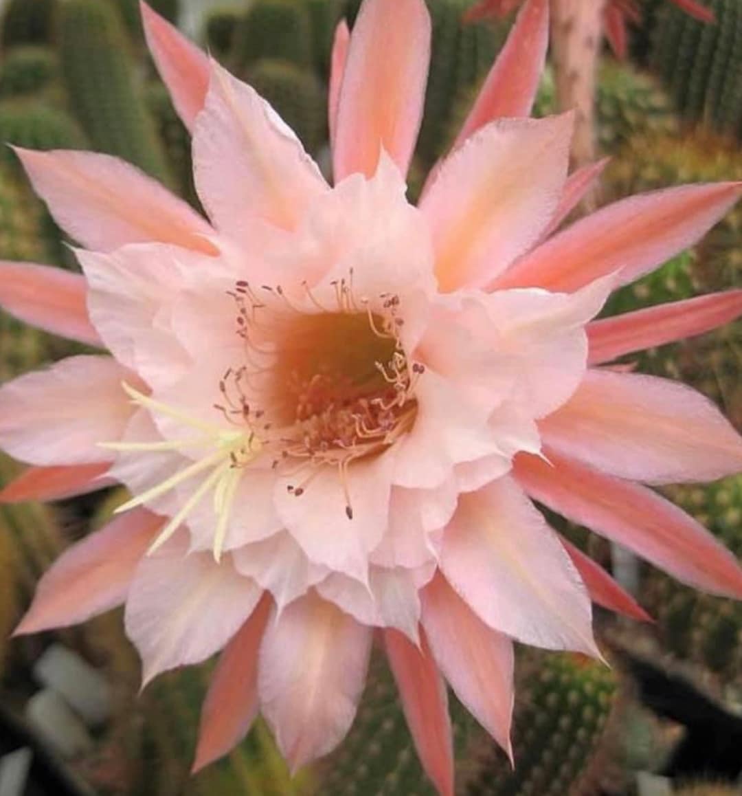 Rare & Exciting Find! Butterfly Hildewintera Hybrid Plant! - Etsy