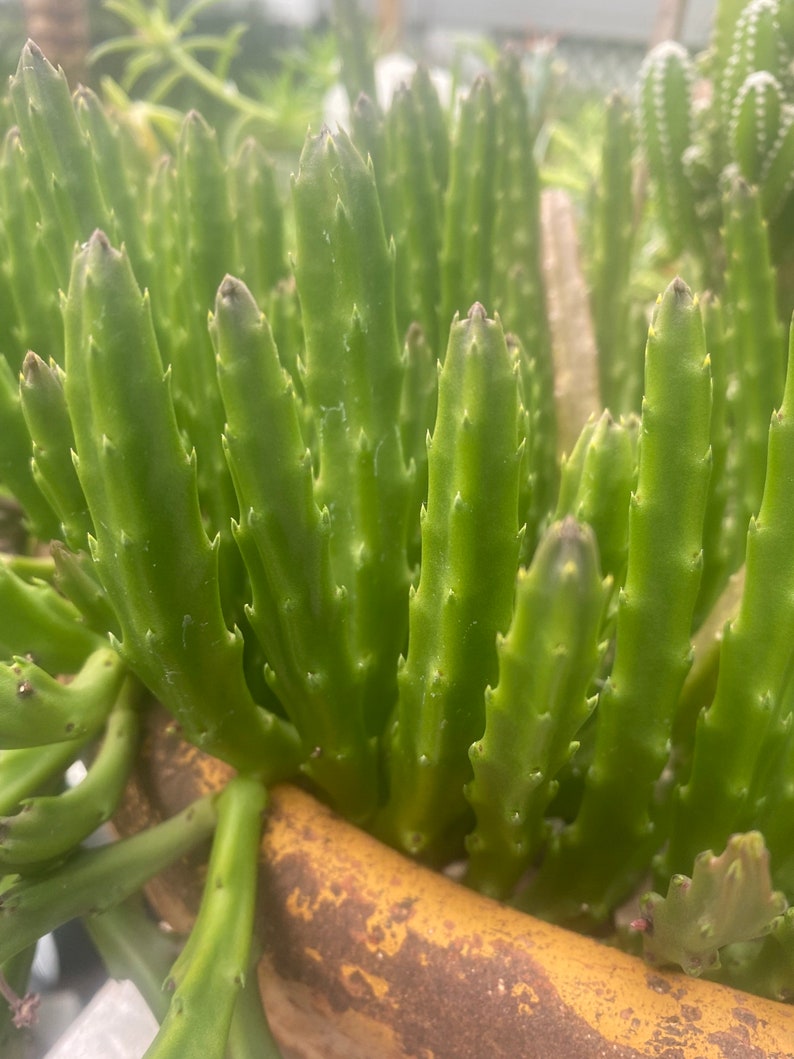 Dwarf Starfish Plants - Etsy