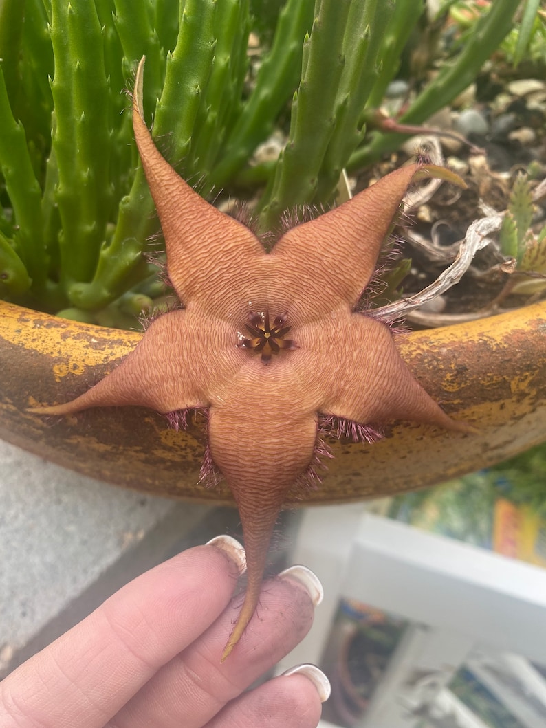 Dwarf Starfish Plants - Etsy