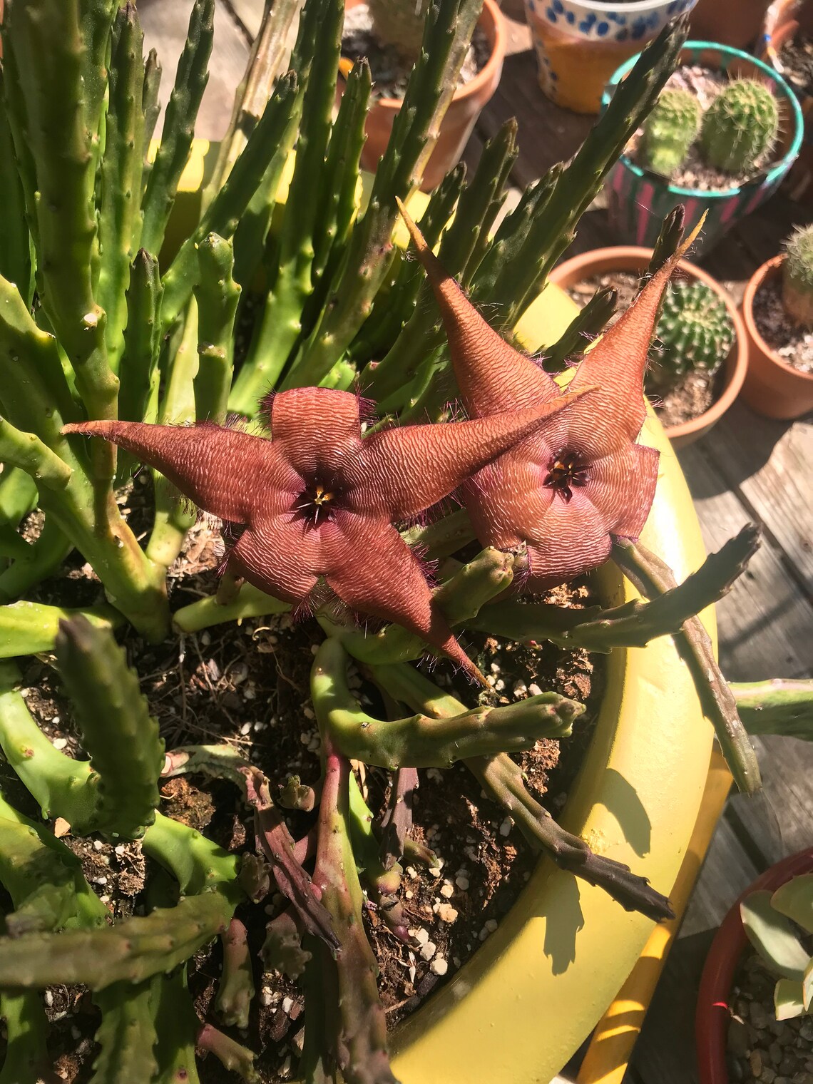 Dwarf Starfish Plants - Etsy