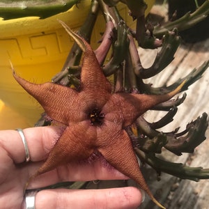 DancingWithNature - Etsy