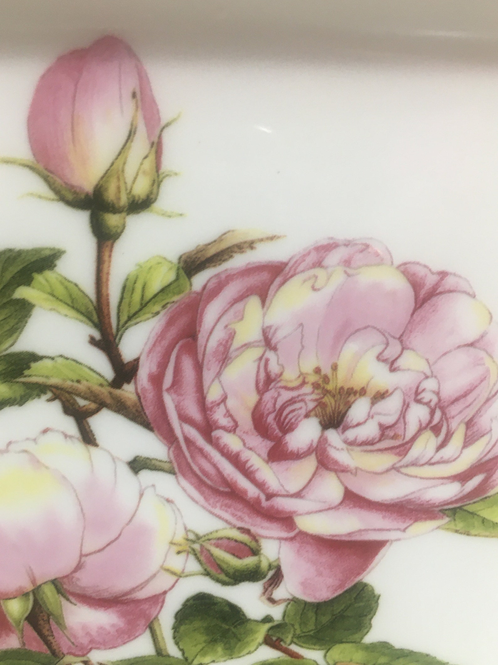 Portmeirion Scarborough Fair Porcelain Rose Plate, Vintage Pink Cabbage ...