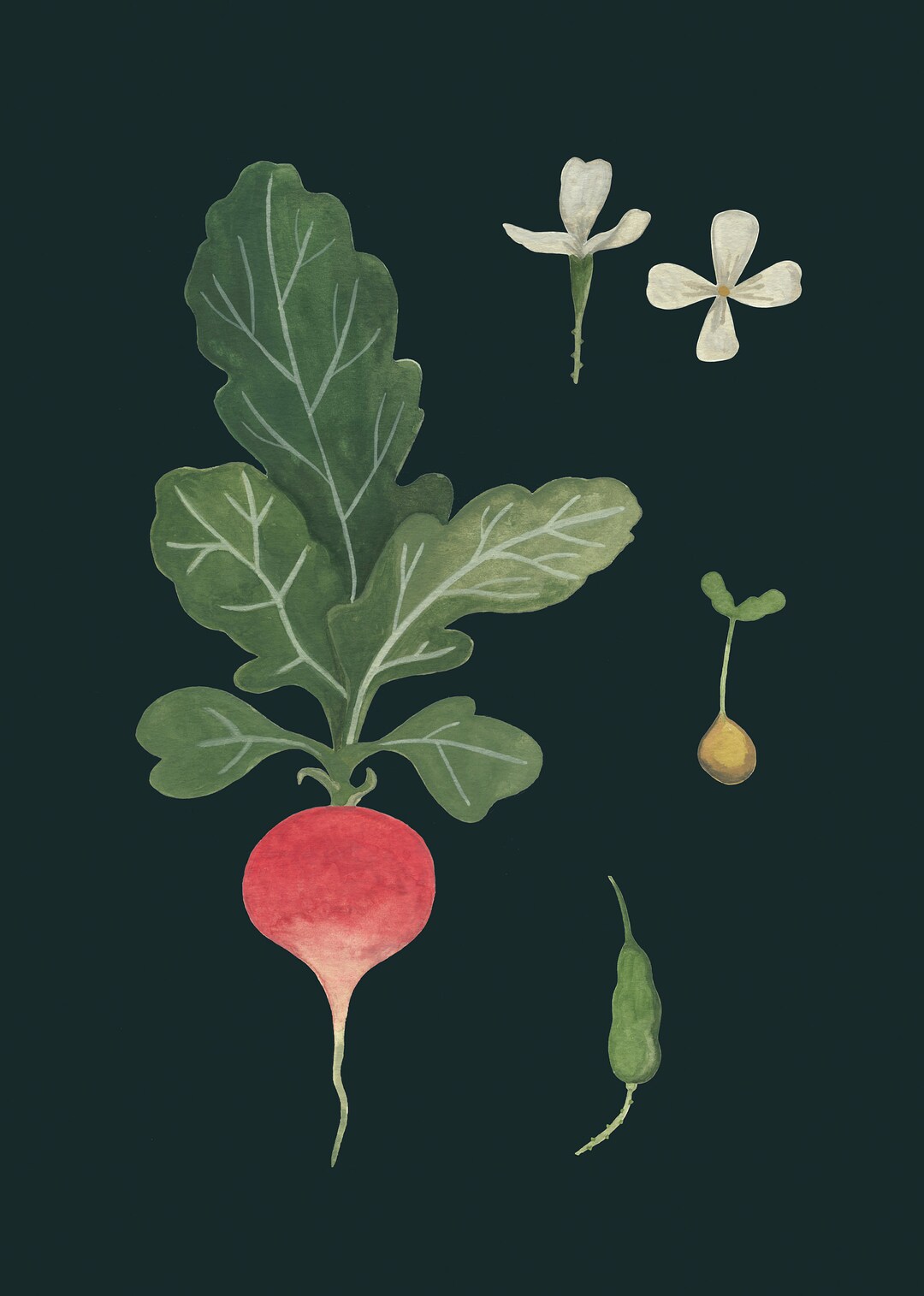 School Chart Radish A4 Size - Etsy