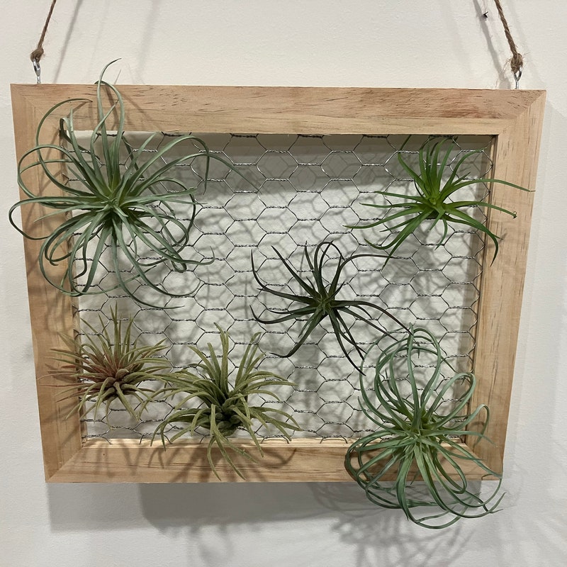 Air Plant Frame - Etsy