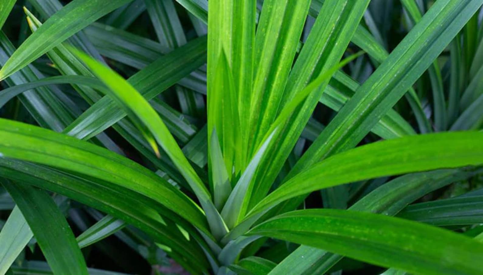 Pandan Leaf Malaysia&indonesia Good for Making Soup or Cake - Etsy