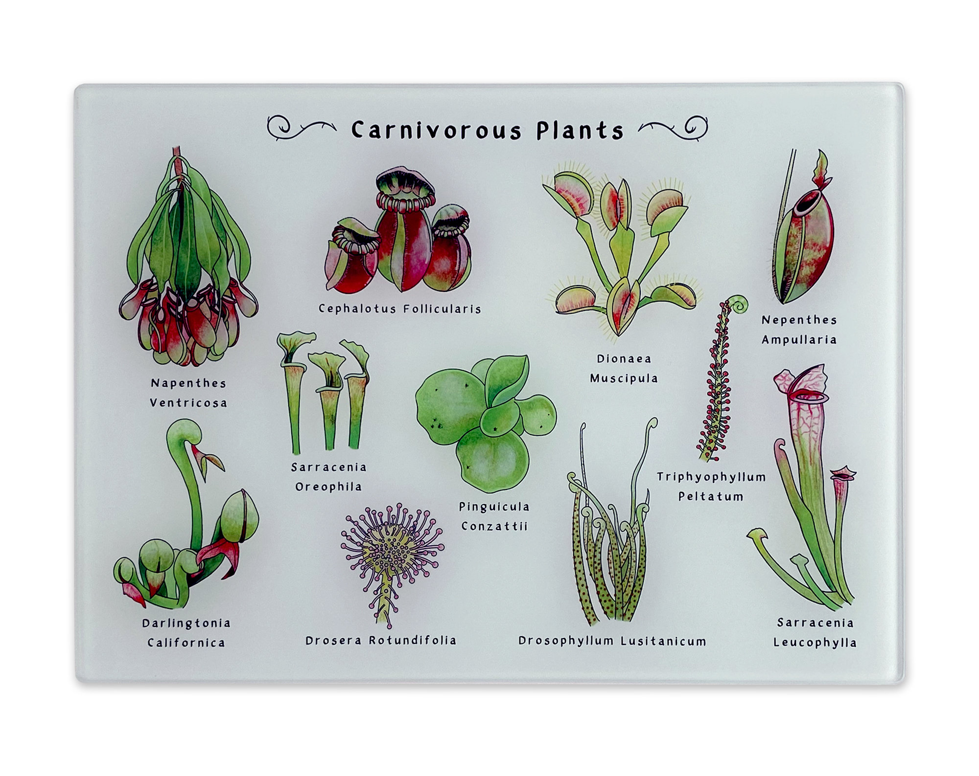 Insectivorous Plants With Names