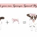 CLIP ART Watercolor English Springer Spaniel & Collar Set. 17 - Etsy