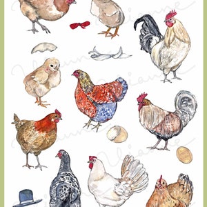 Watercolor Chicken Clipart Set: Farm Animal Illustrations (digital ...
