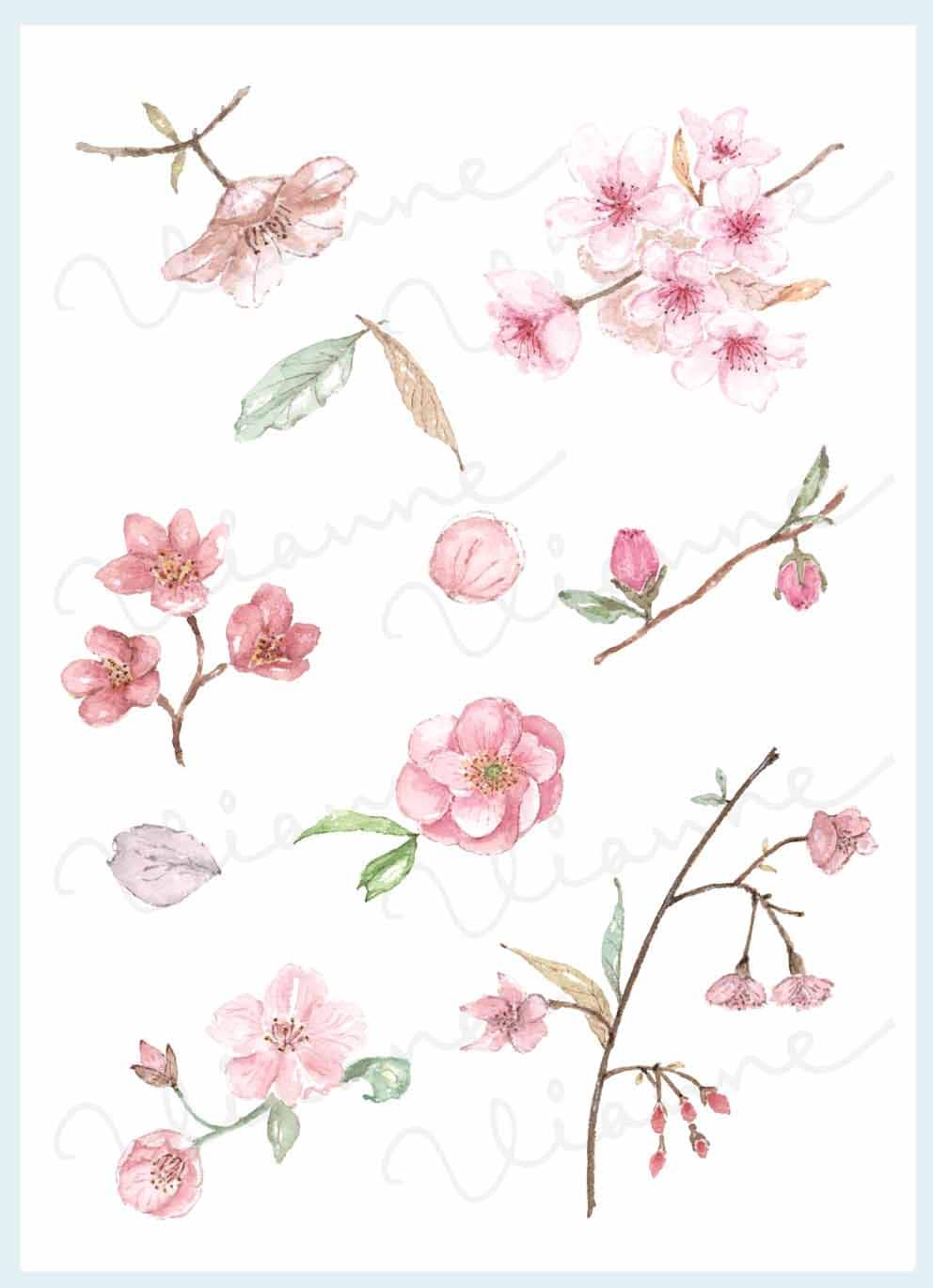CLIP ART- Watercolor Vintage Cherry Blossom Set. 10 Images. Digital ...