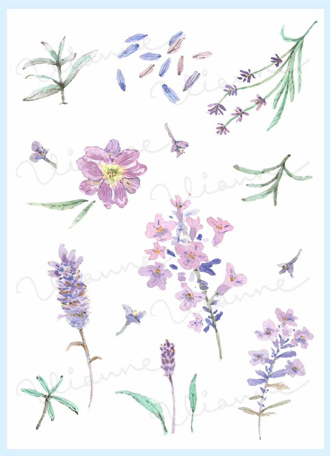CLIP ART Watercolor Vintage Lavender Set. 11 Images. Digital - Etsy