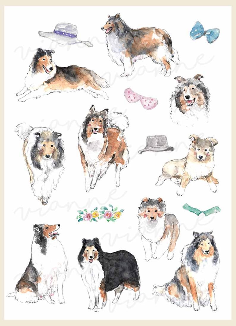 CLIP ART Watercolor Collie Set. 16 Images. Digital Download. Animals ...