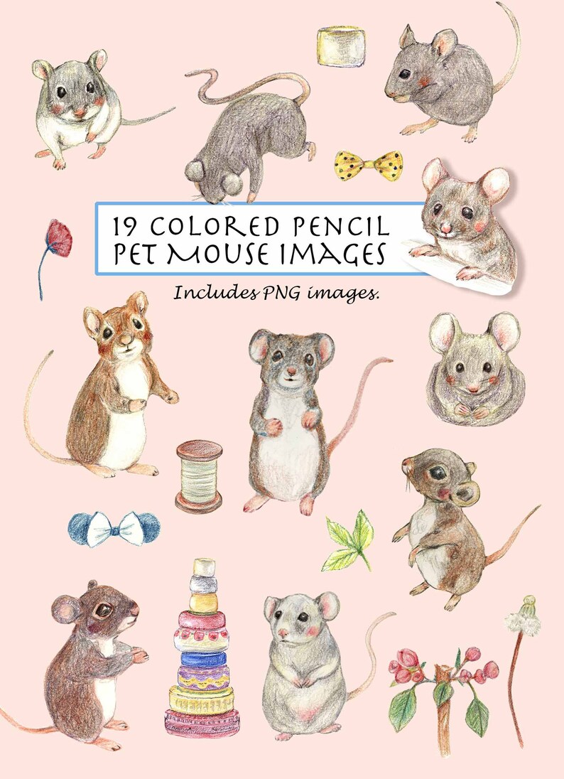 Colored Pencil Pet Mouse Clip Art Set (digital Download) - Etsy