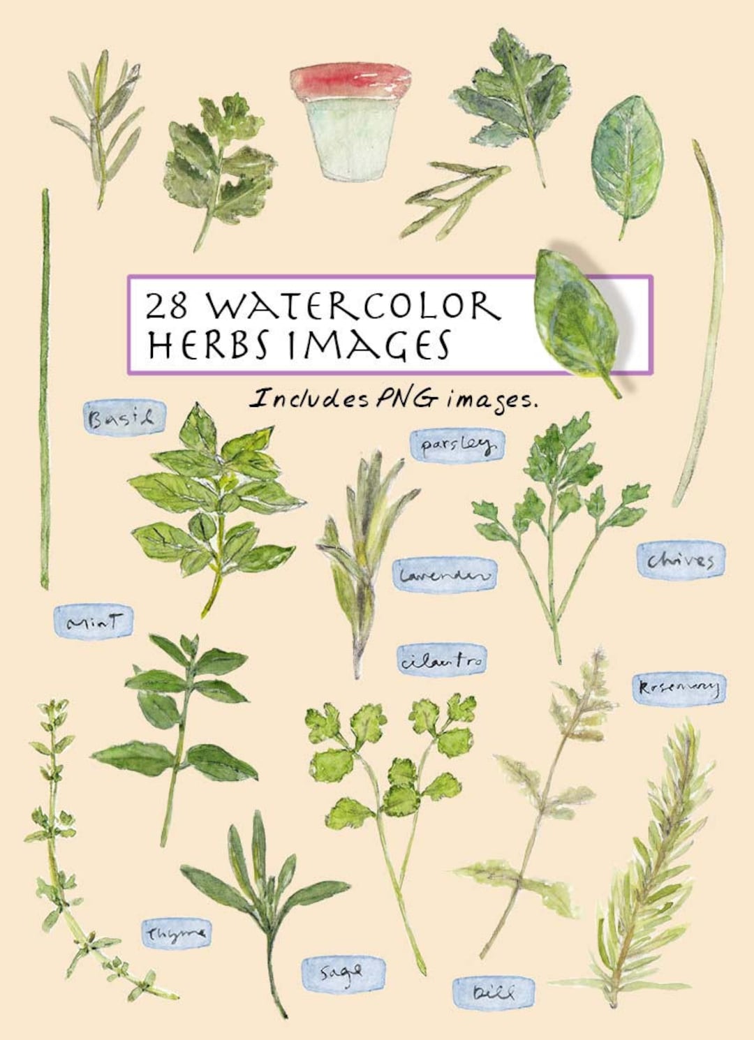 Watercolor Herbs Clip Art Set: 28 PNG Images (digital Download) - Etsy