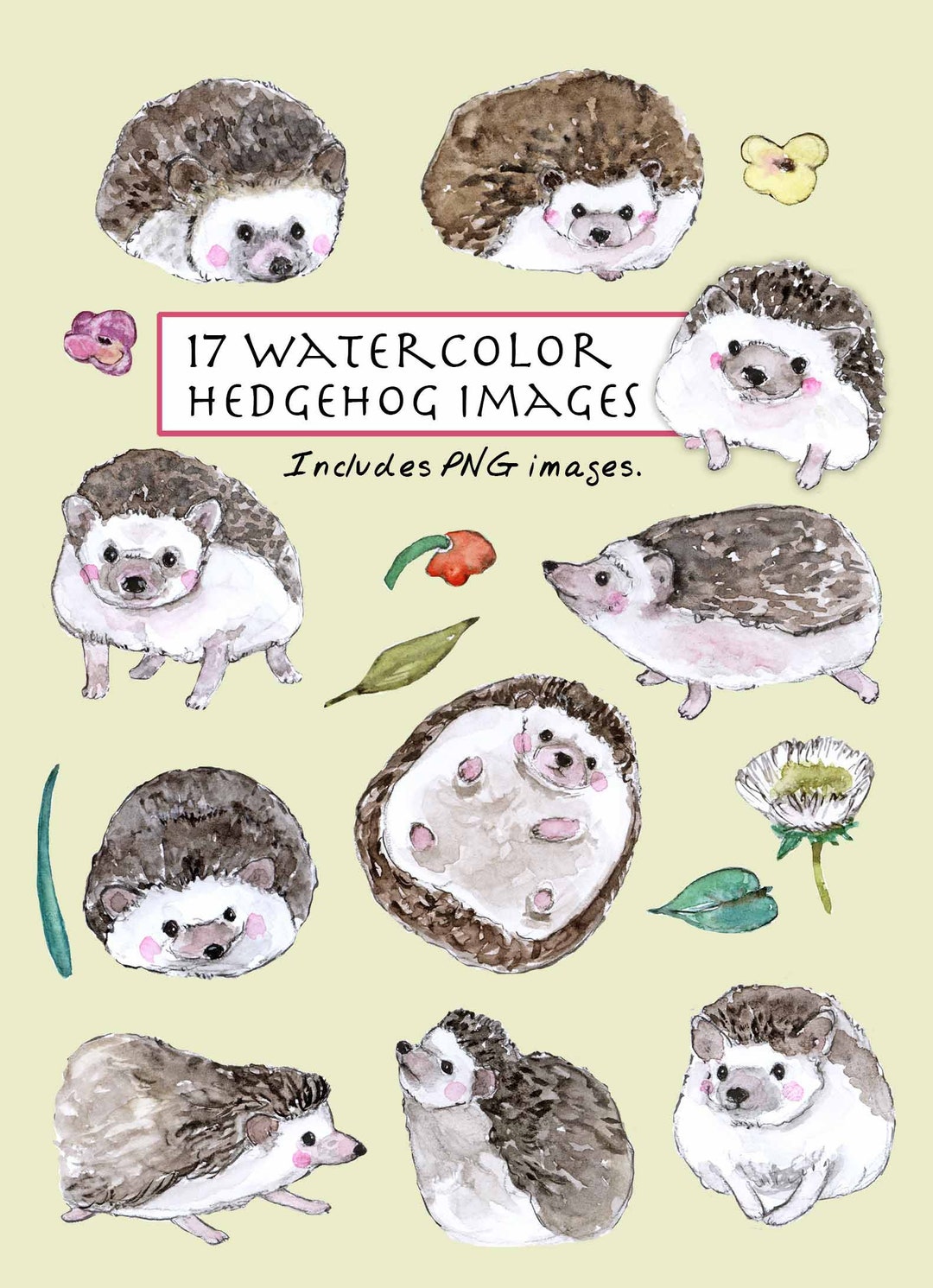 Watercolor Hedgehog Clipart Set: 17 PNG Images (digital Download) - Etsy