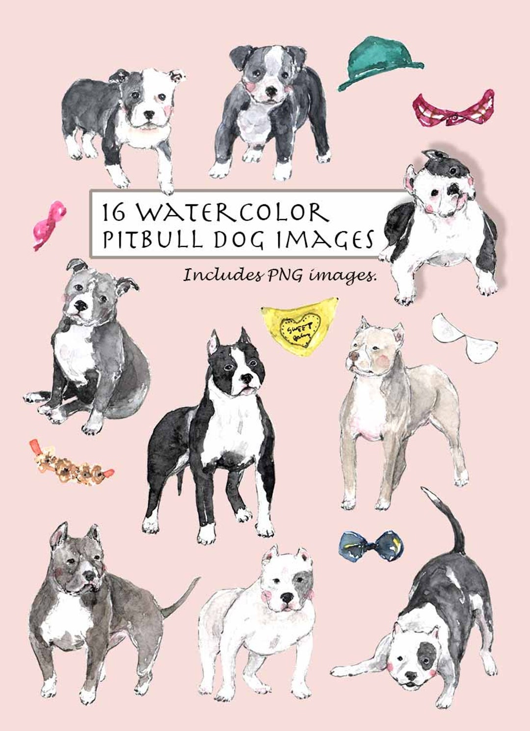 CLIP ART- Watercolor Pitbull Dog Set. 16 Images. Digital Download ...