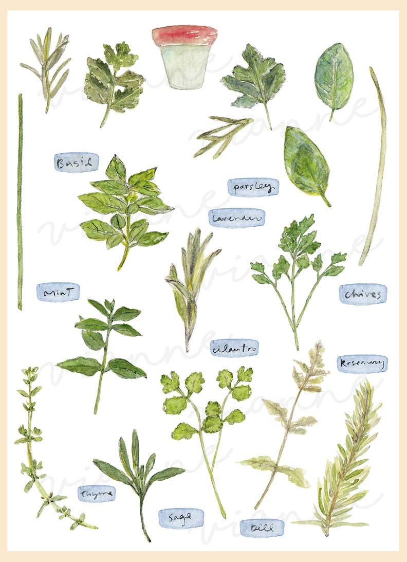 CLIP ART- Watercolor Herbs Set. 28 Images. Digital Download. Gardening ...