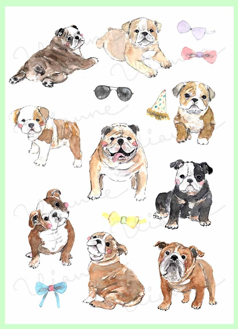 CLIP ART Watercolor English Bulldog Set. 16 Images. Digital - Etsy
