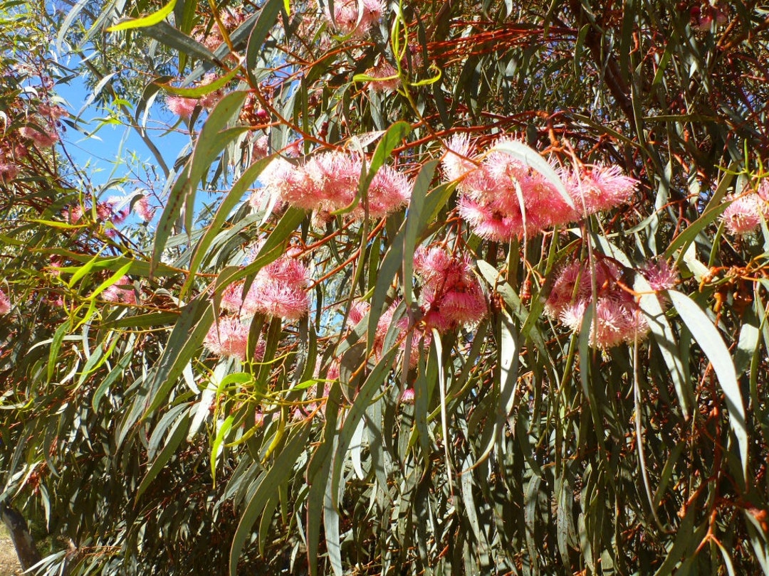Eucalyptus Torquata Coral Gum Seed X 200 - Etsy