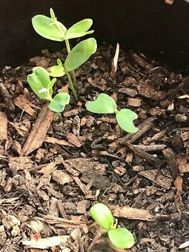 NATIVE Bush Banana Seeds, Marsdenia Australis, Australian Indigenous ...