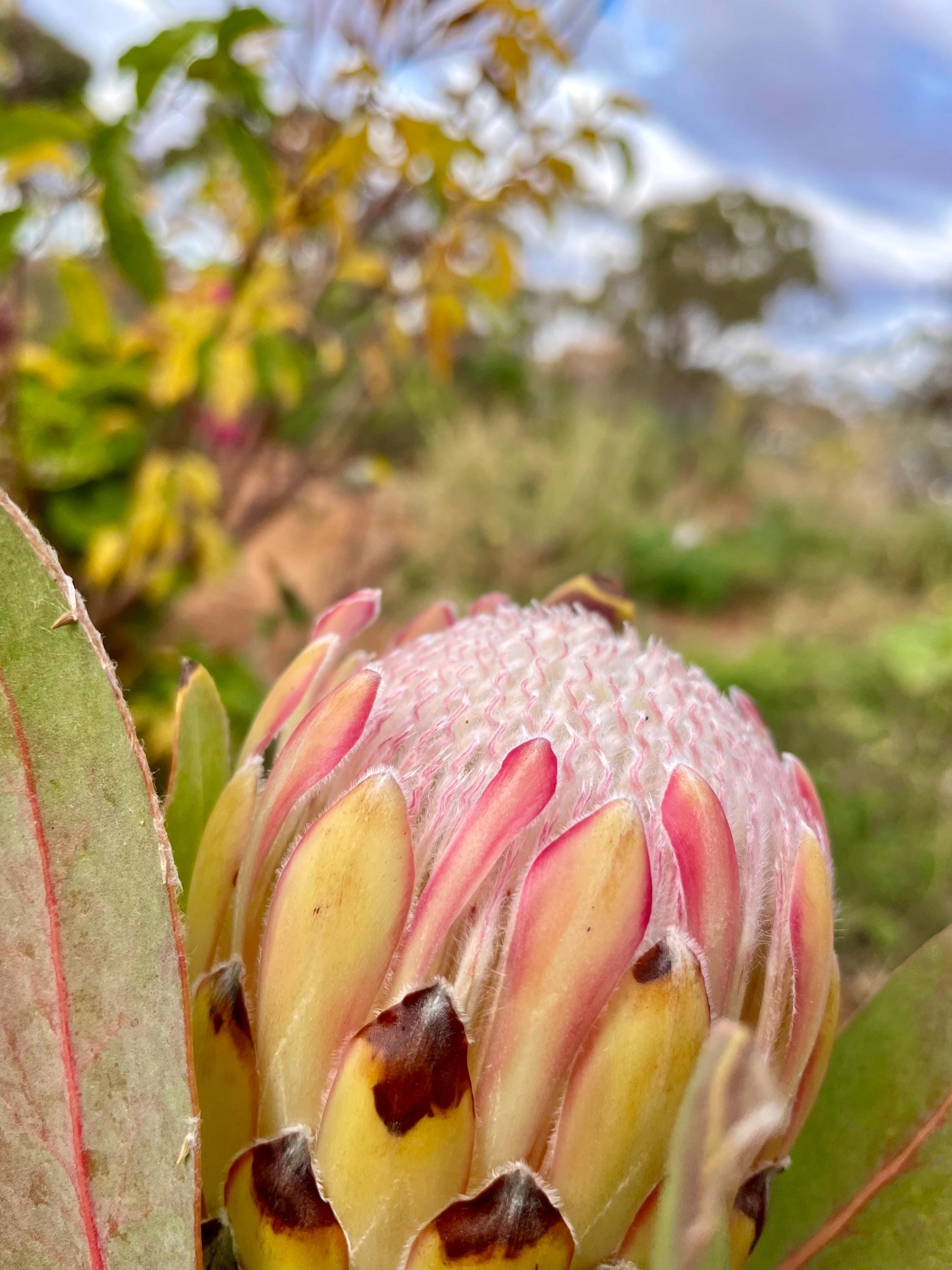 Protea Magnifica (susara) X 5 Seeds - Etsy