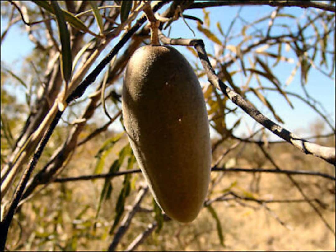 NATIVE Bush Banana Seeds, Marsdenia Australis, Australian Indigenous ...