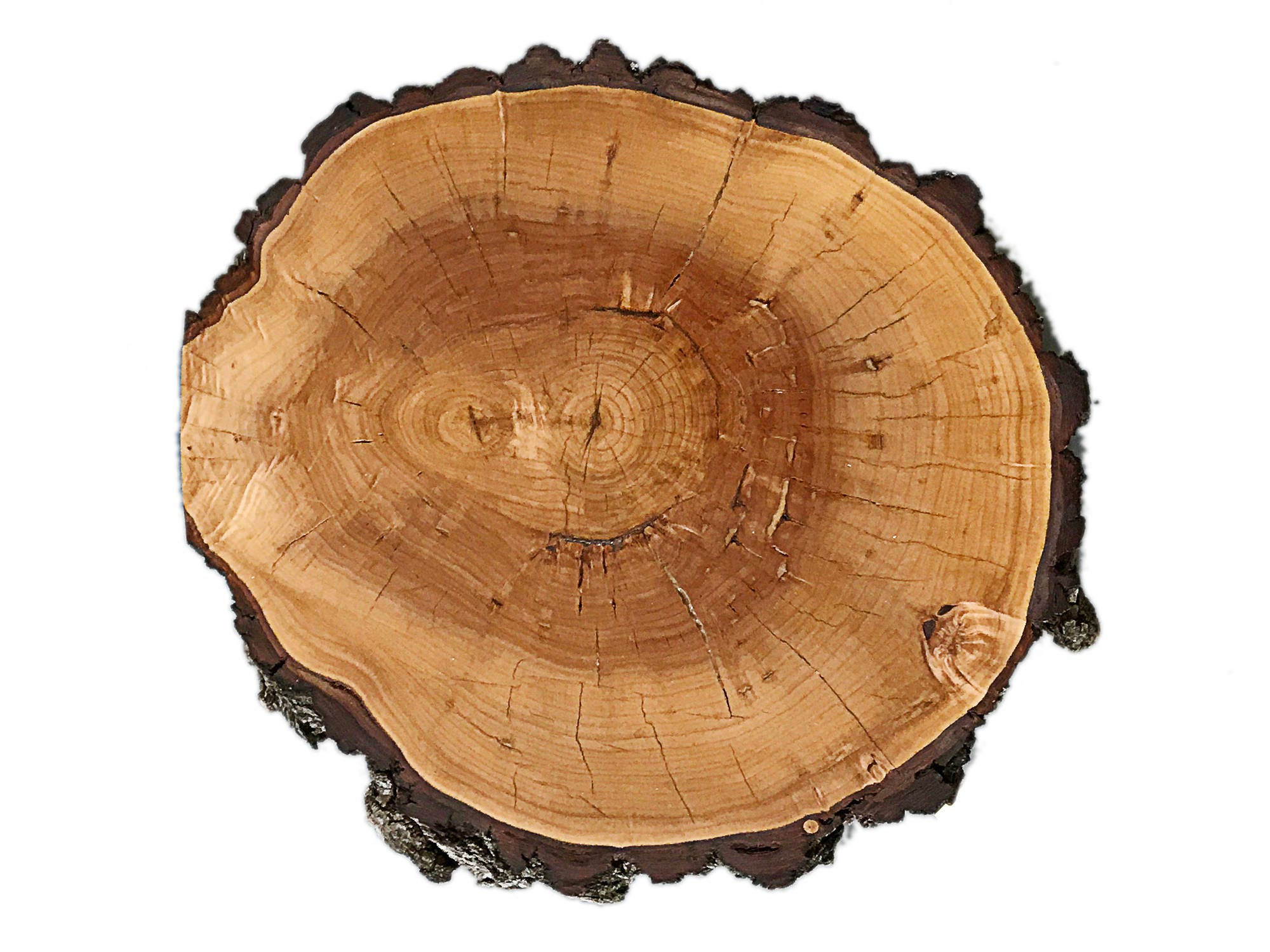 Wood Slabs Cross Sections for DIY Coffee Tables, Cutting Boards ...